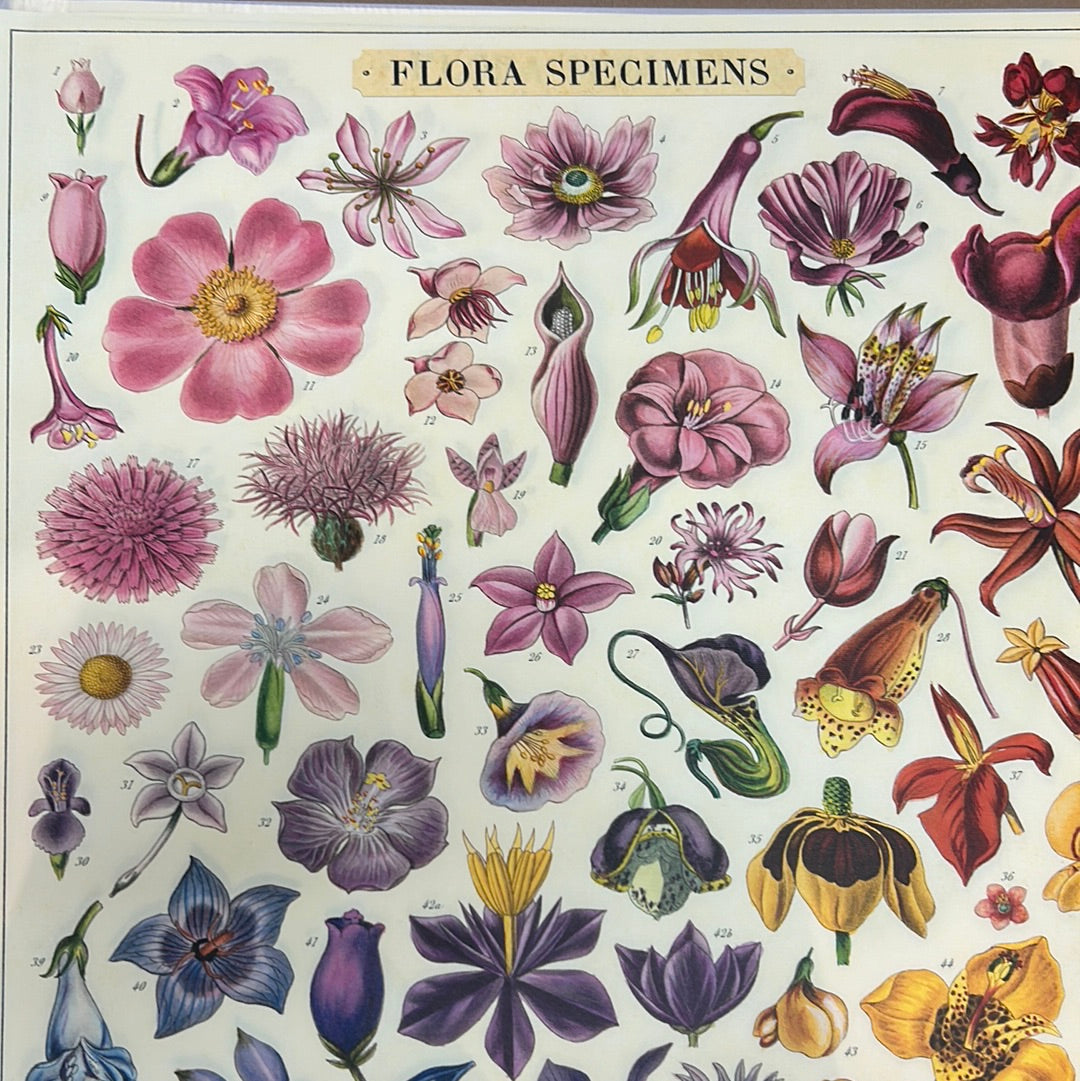 Cavallini Wrap - Flora Specimens – Soul Paper